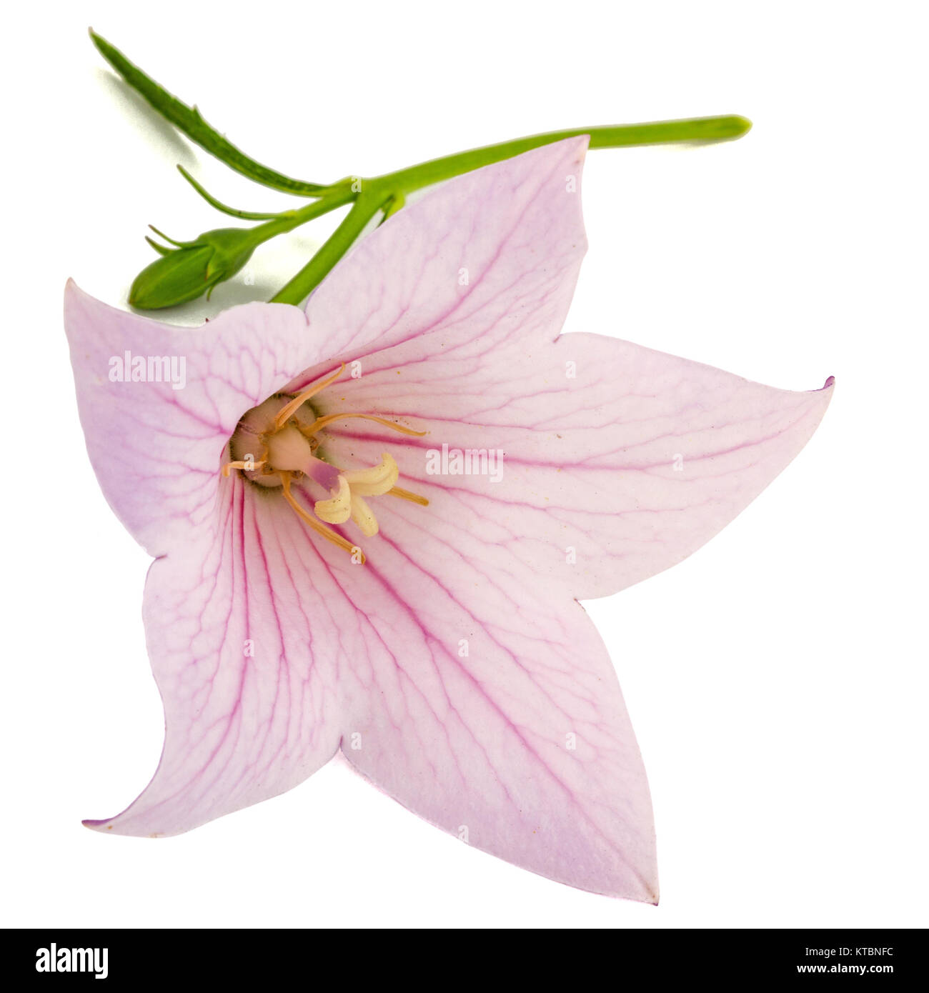 Fleur de Rose (Platycodon grandiflorus Platycodon) ou campanules, isolé ...