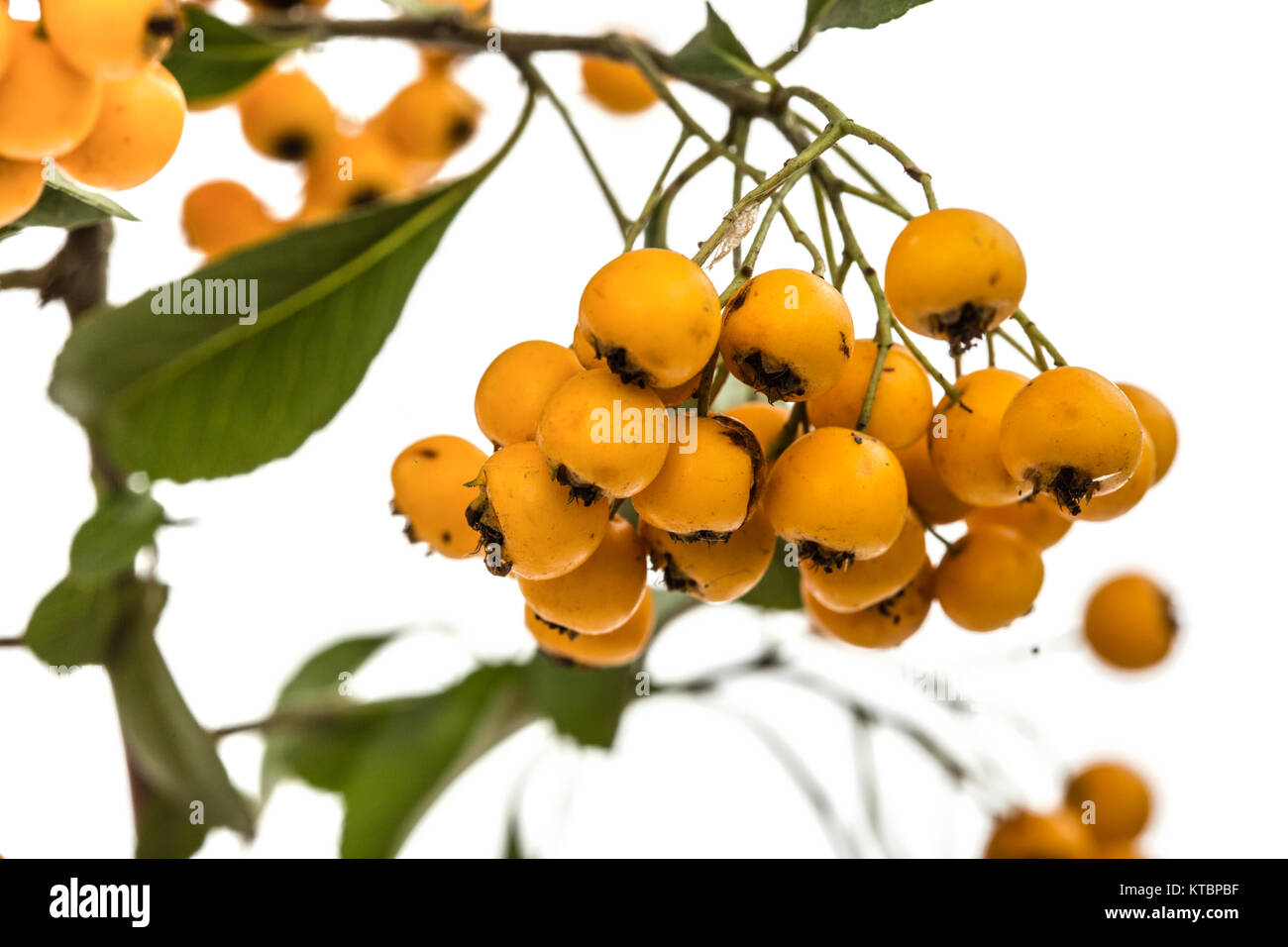 Petits fruits jaune d'pyracanthus arbustif, lat. Pyracantha, isolé sur ...
