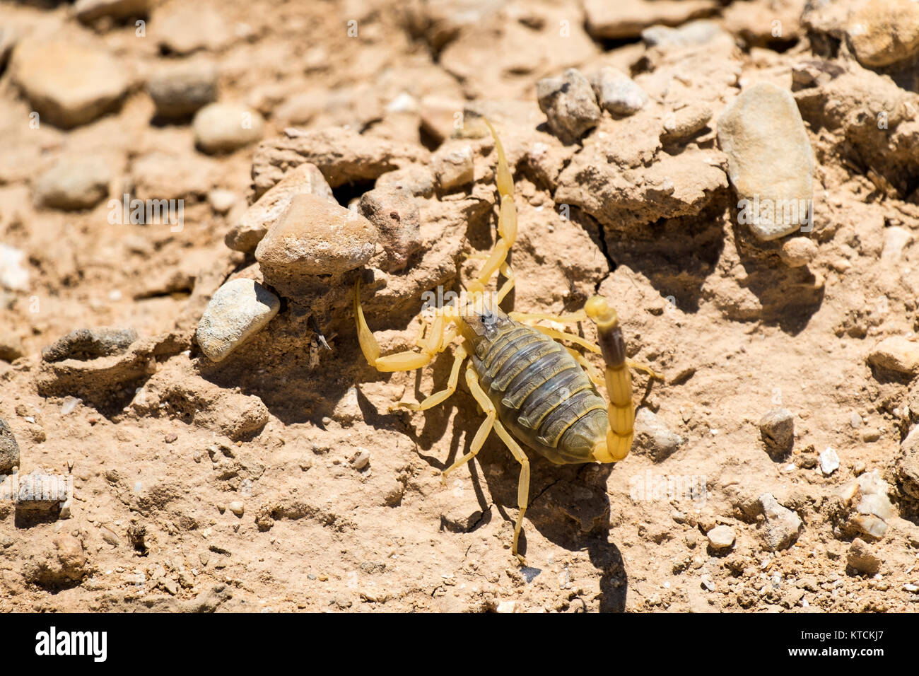 Deathstalker Scorpion du désert du Néguev, a pris une position ...