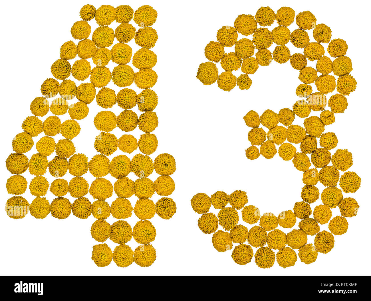 Chiffre arabe 43, quarante trois, de fleurs jaunes de tanaisie, isolé ...