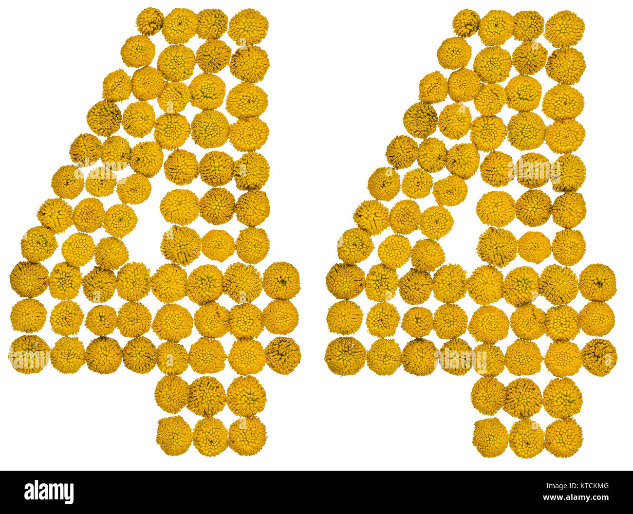 Chiffre arabe 44, quarante-quatre, de fleurs jaunes de tanaisie, isolé ...