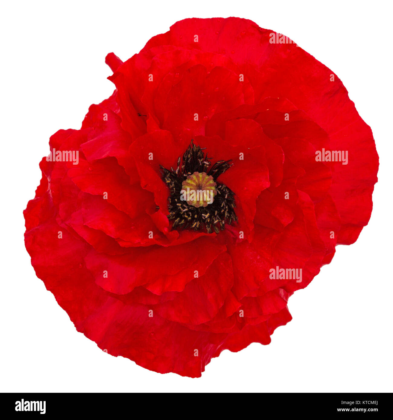 Fleur de pavot rouge, lat. Papaver, isolé sur fond blanc Photo Stock ...