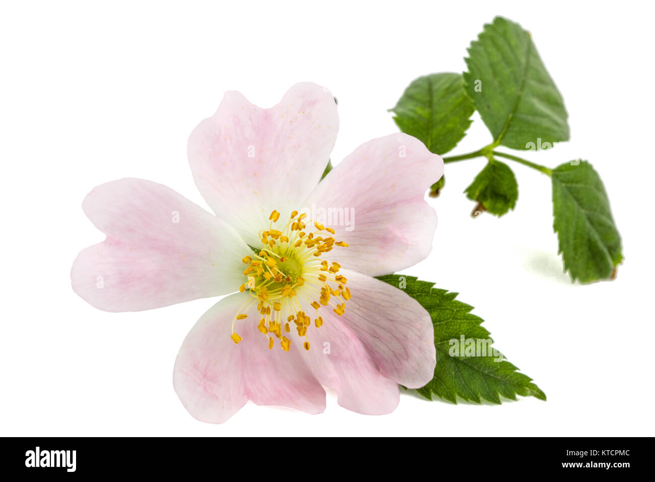 Rose sauvage Banque de photographies et d’images à haute résolution - Alamy