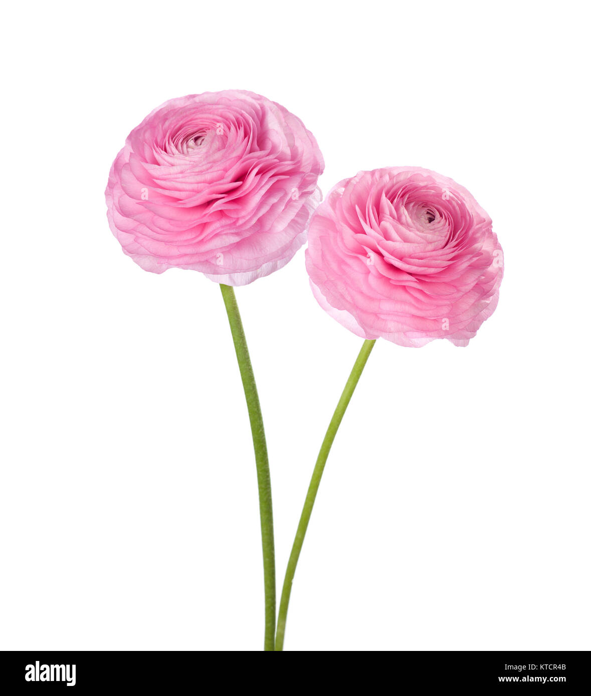 Deux feux rose fleurs renoncule persan (Ranunculus ) isolé sur fond ...