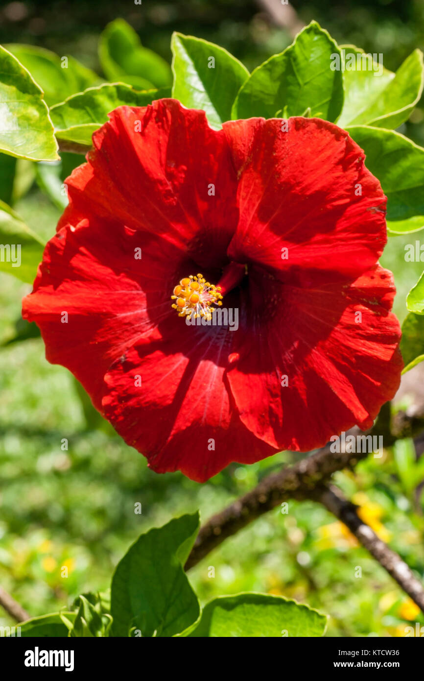 Haiti national flower Banque de photographies et d’images à haute ...