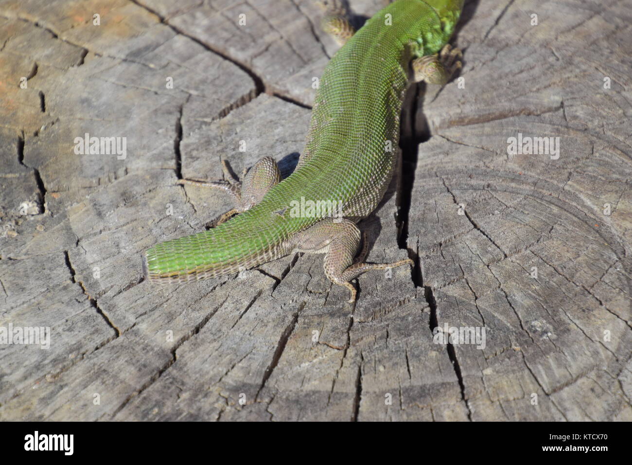 La régénération de la queue du lézard. Un lézard vert rapide ordinaire ...