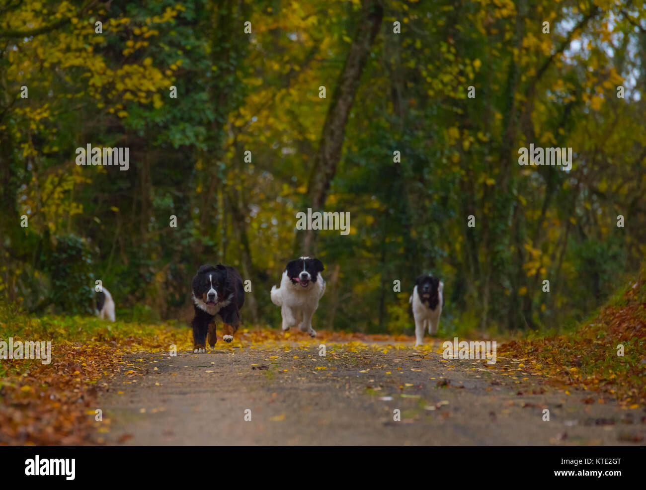Silhouette group people parc Banque de photographies et d’images à ...