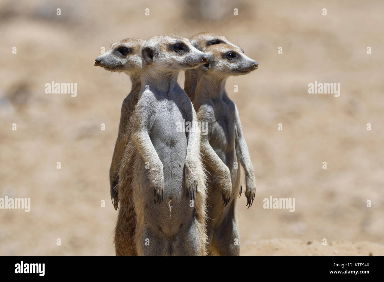 Comité permanent les suricates (Suricata suricatta), sur la garde ...