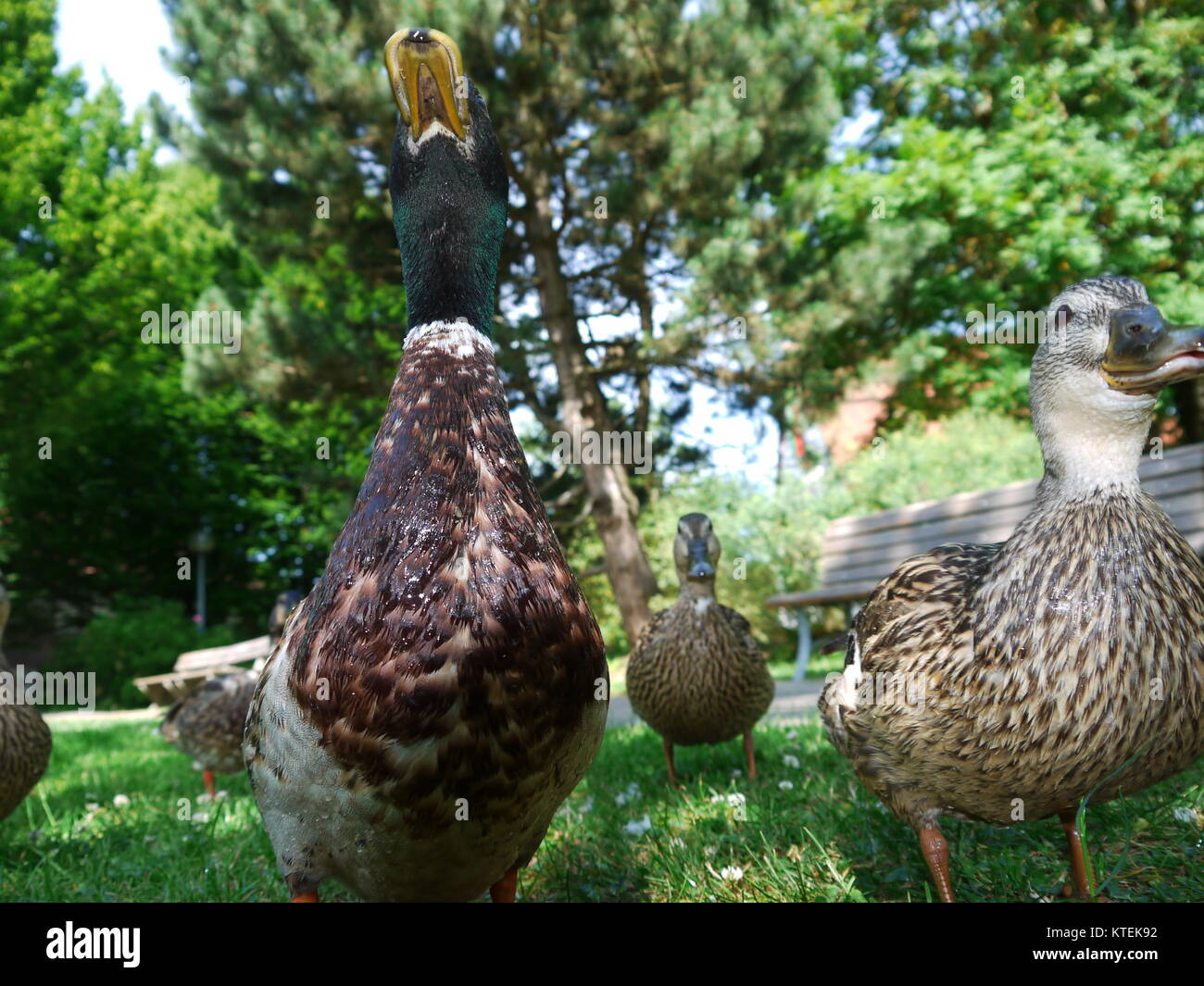 Canard drôle Banque de photographies et d’images à haute résolution - Alamy