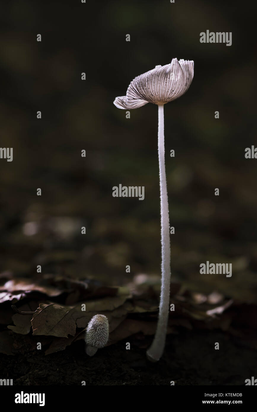 Champignons coprinus lagopus Banque de photographies et d’images à ...
