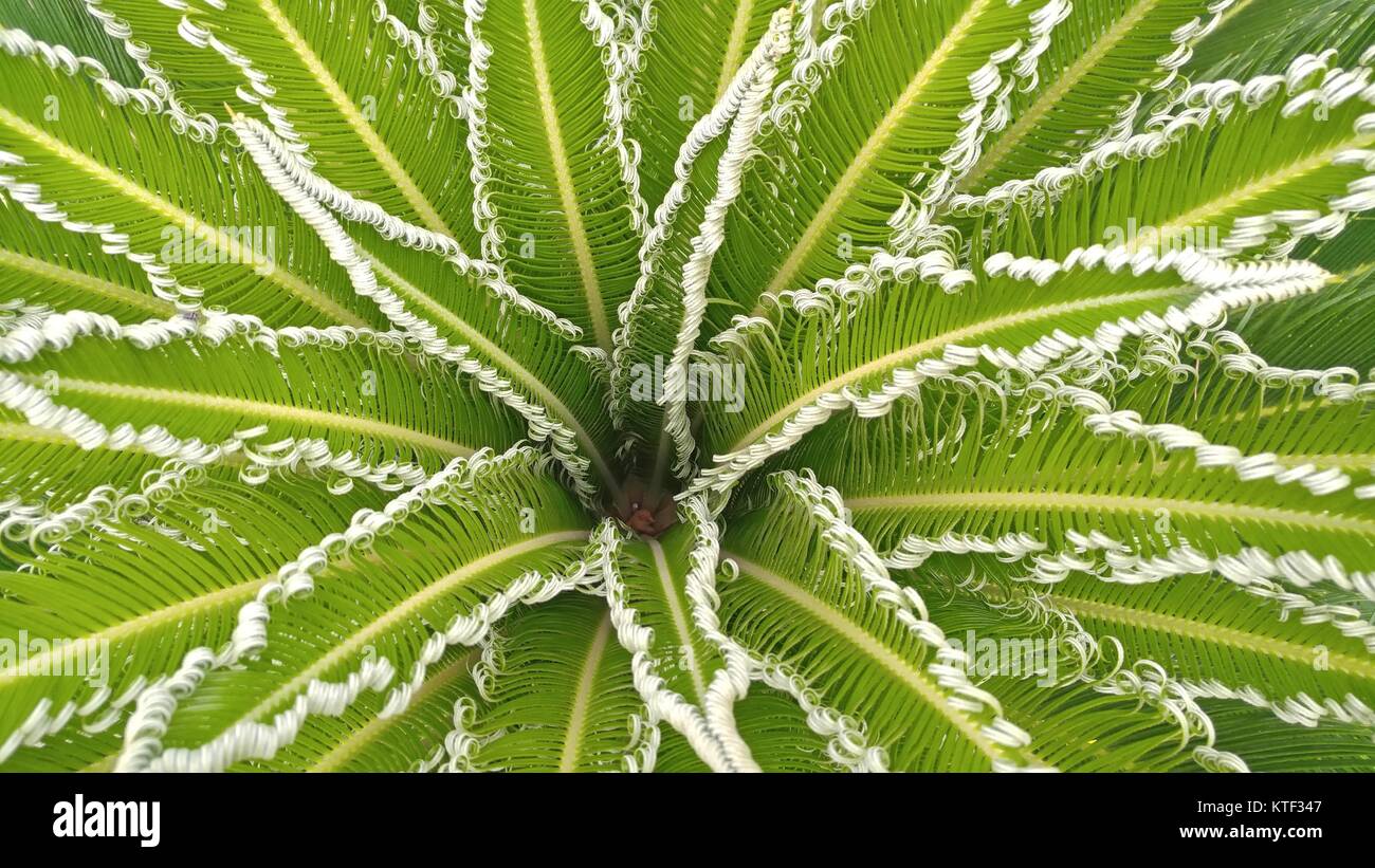 Cycas revoluta,baquois, king sago, sagou,cycad feuilles de sagoutier ...