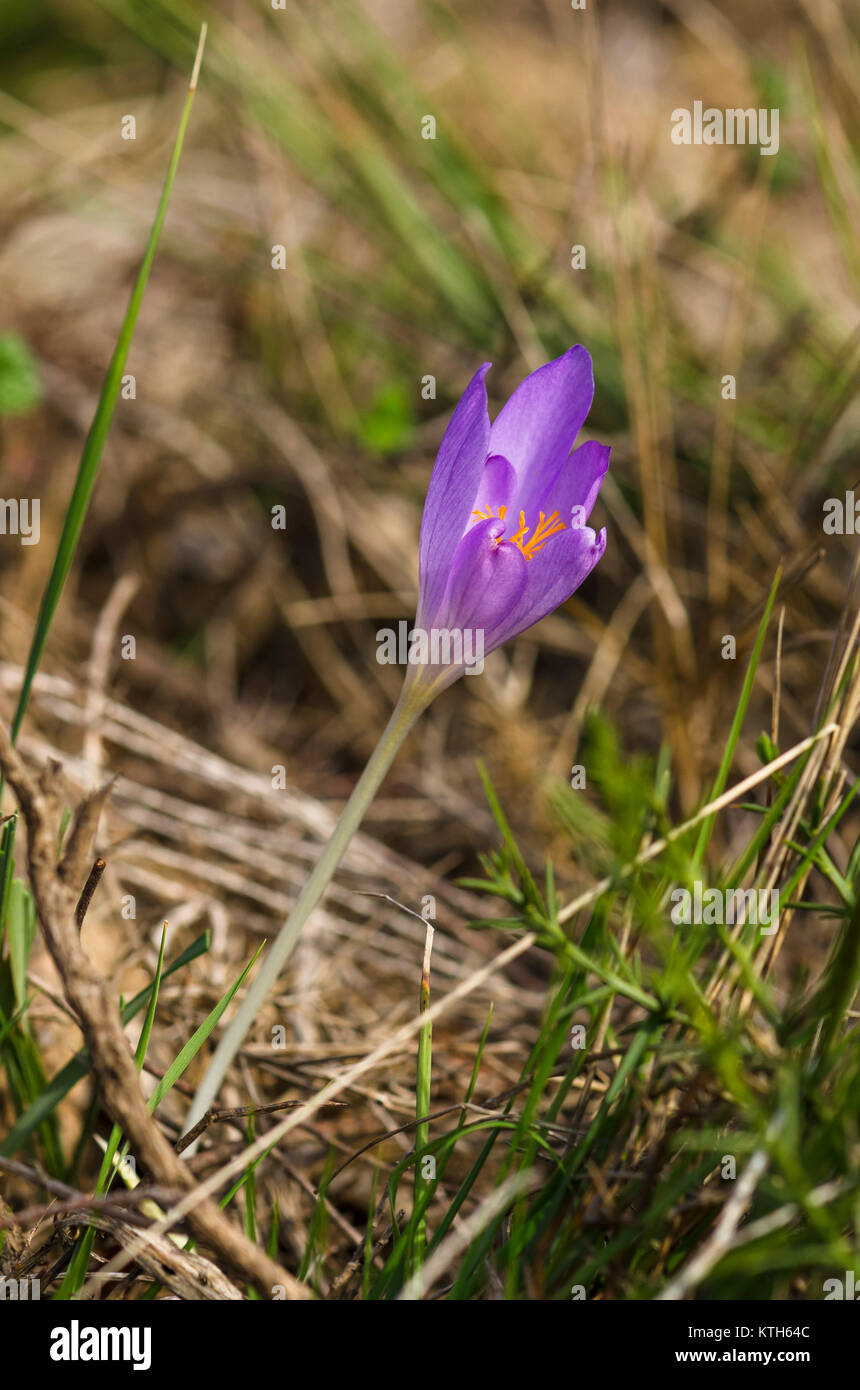 Crocus serotinus Banque de photographies et d’images à haute résolution ...
