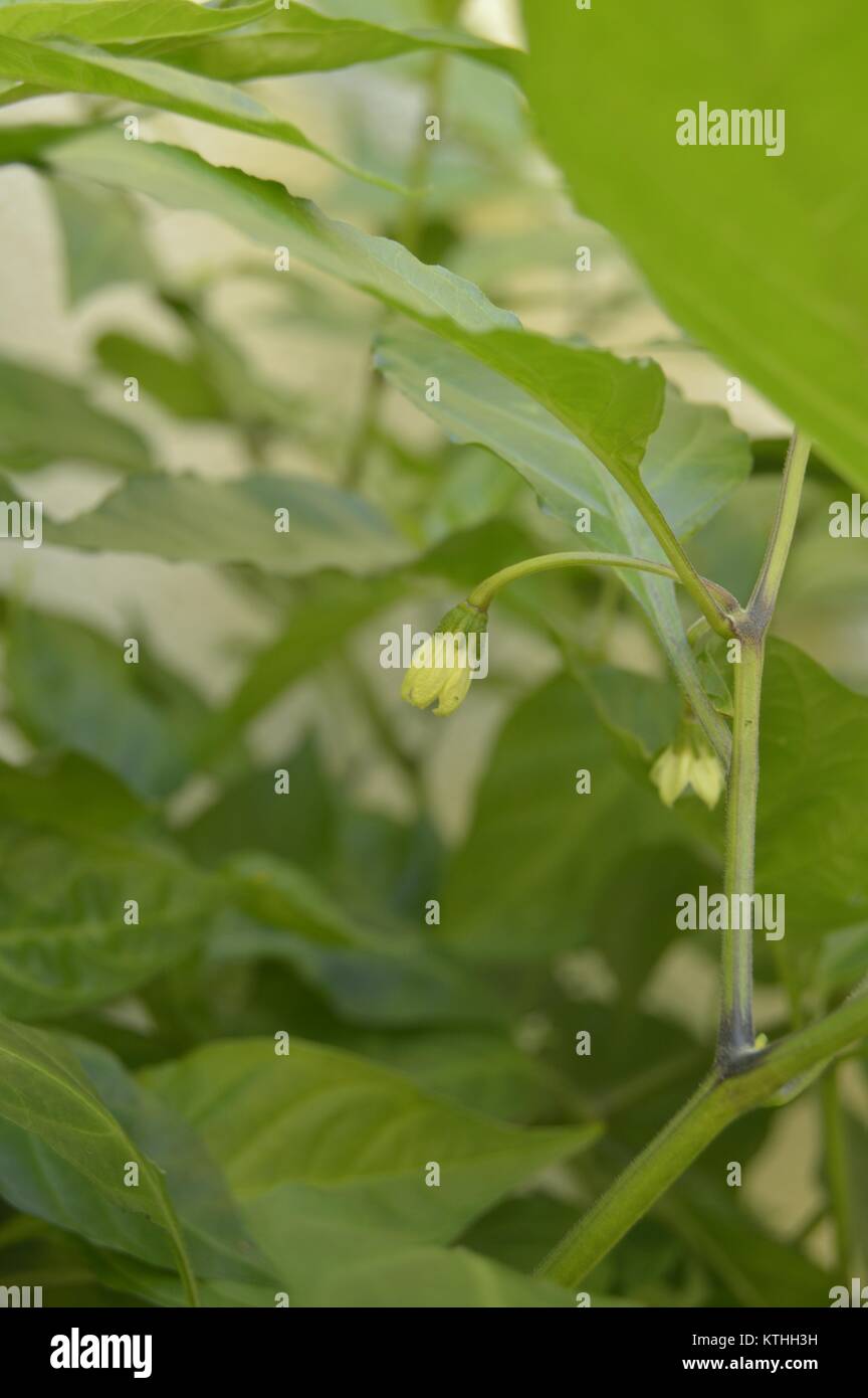 Capsicum chinense flower Banque de photographies et d’images à haute ...