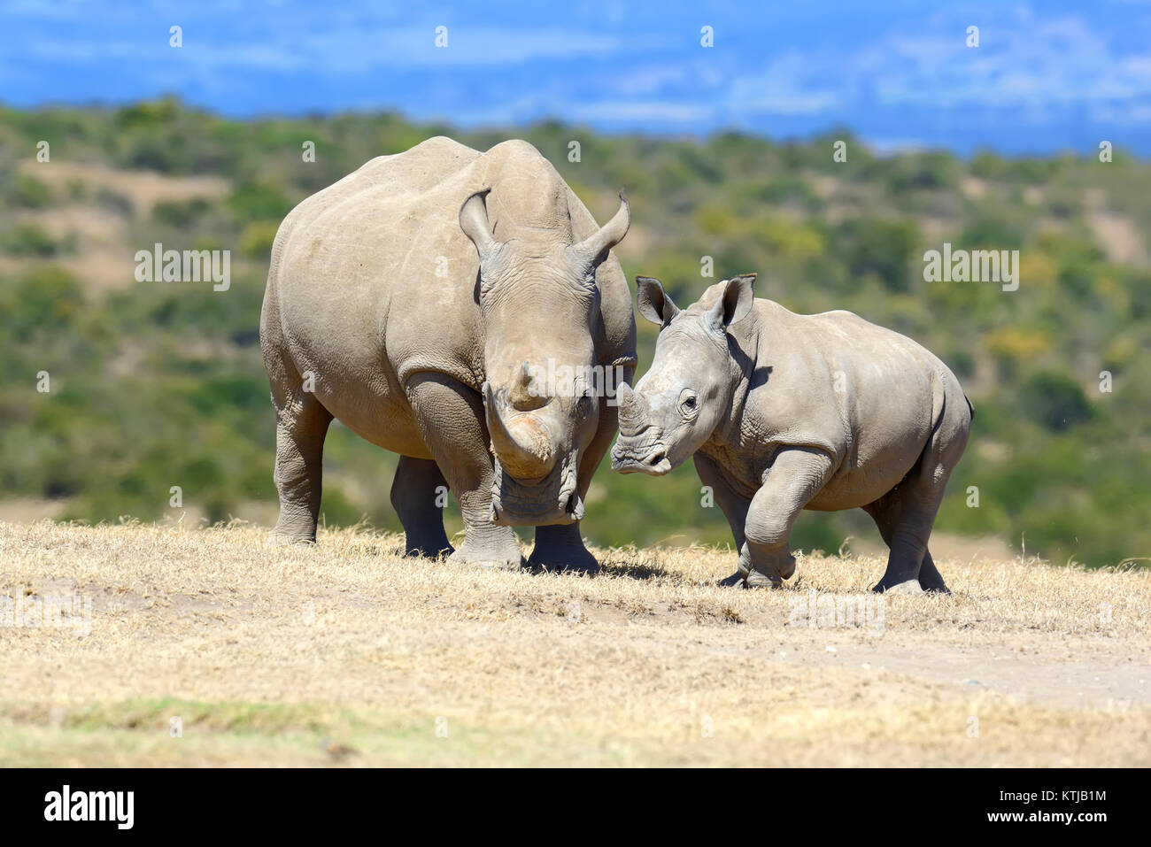 Le Rhinocéros Banque d'image et photos - Alamy