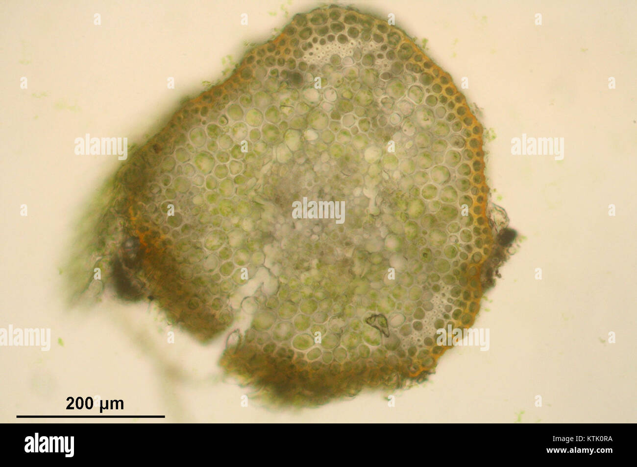 Le titre fait référence à une espèce spécifique de mousse, *Atrichum ...