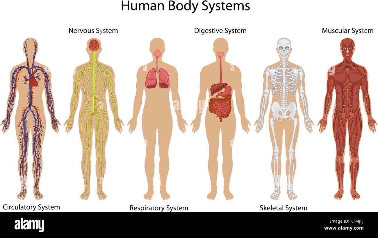 Illustration de l'organisme humain systems Image Vectorielle Stock - Alamy