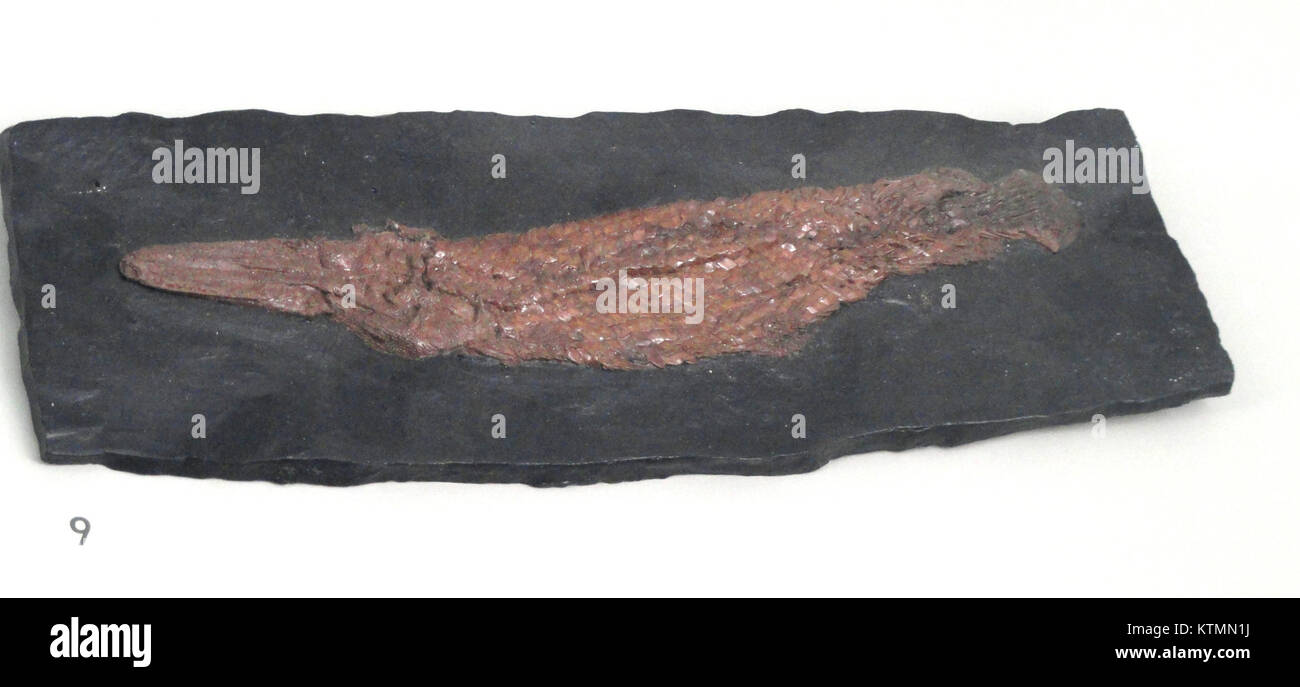 Dents de poisson longues pointues Banque de photographies et d’images à ...