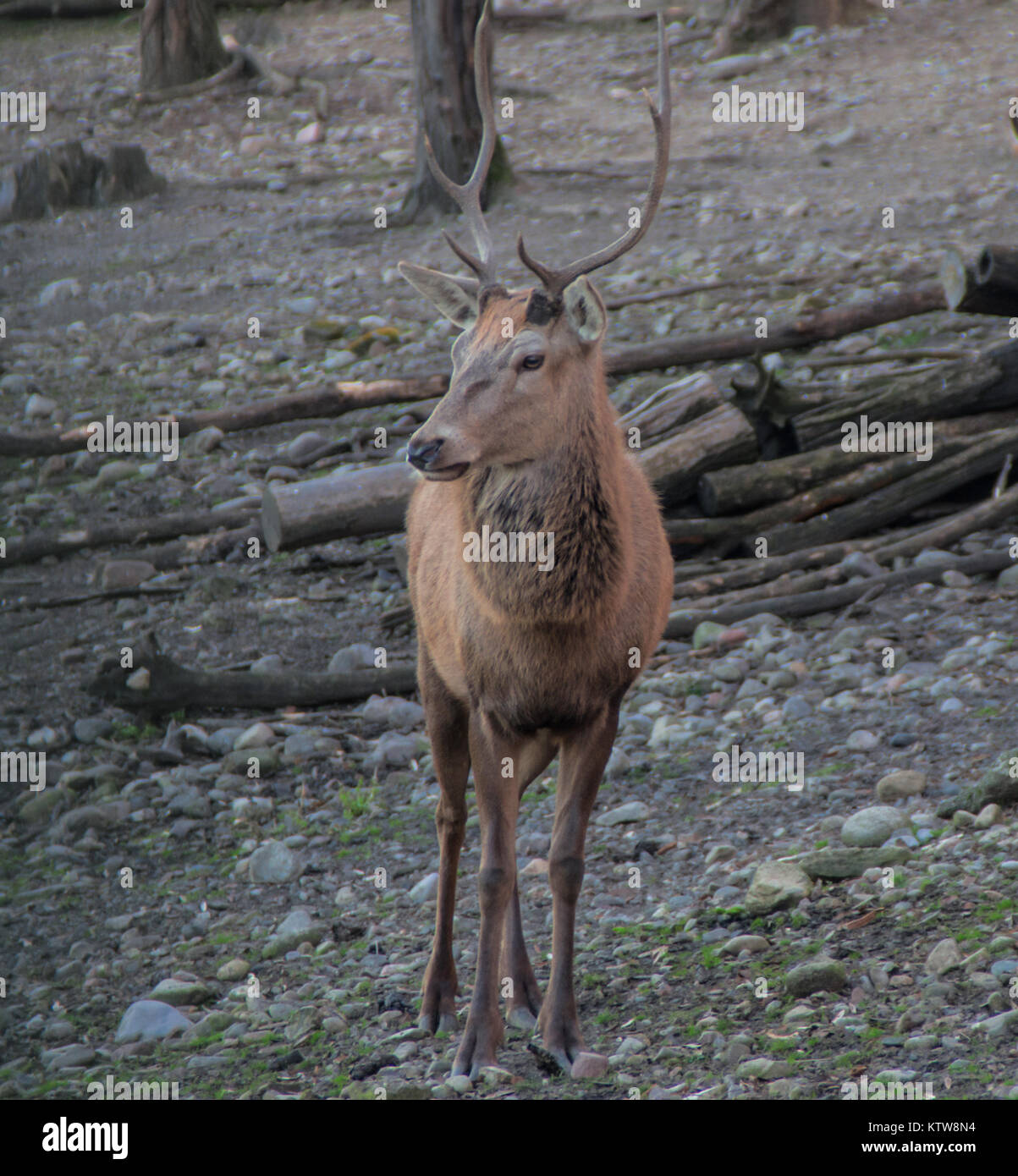 Le cerf et faon dans un bois Banque de photographies et d’images à ...