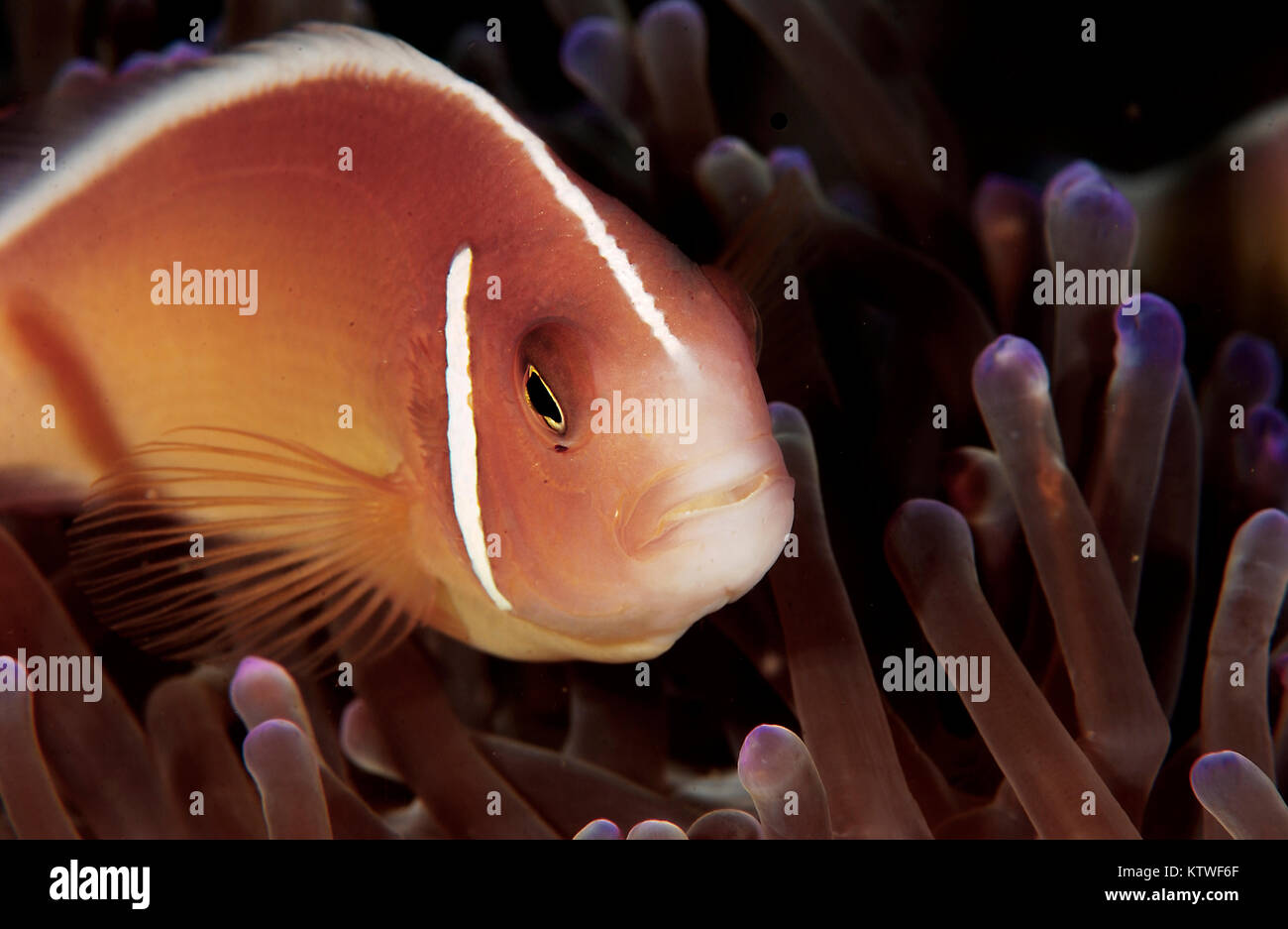 Swimming anemone Banque de photographies et d’images à haute résolution ...