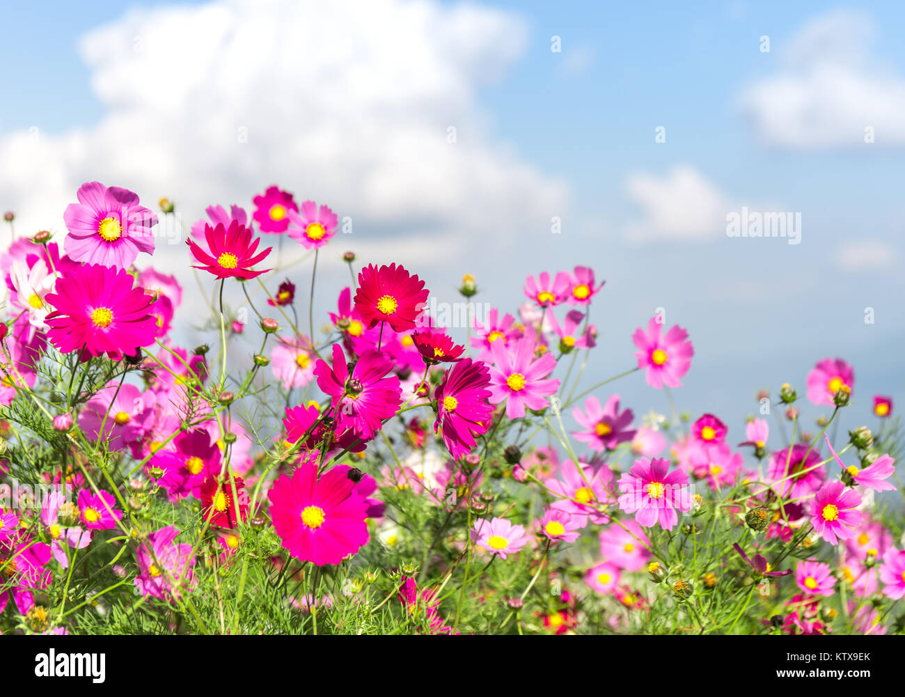 Libre de belles fleurs roses fleurs cosmos au champ extérieur, jardin ...