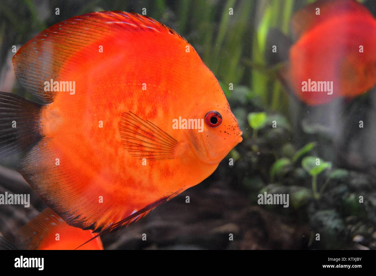 Poisson orange Banque de photographies et d’images à haute résolution ...