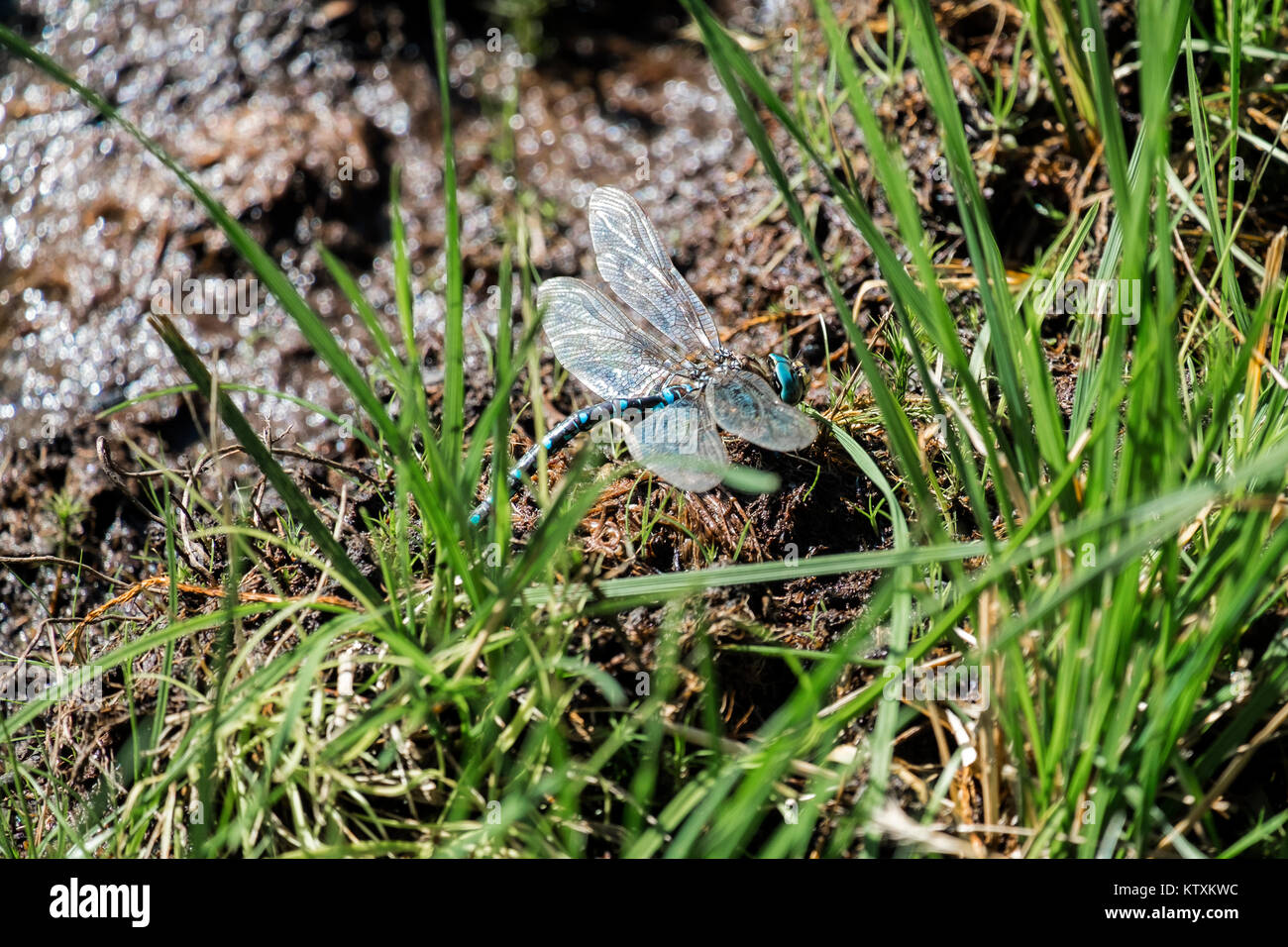 Hawker commun au cours de période d'accouplement. Grande libellule de ...