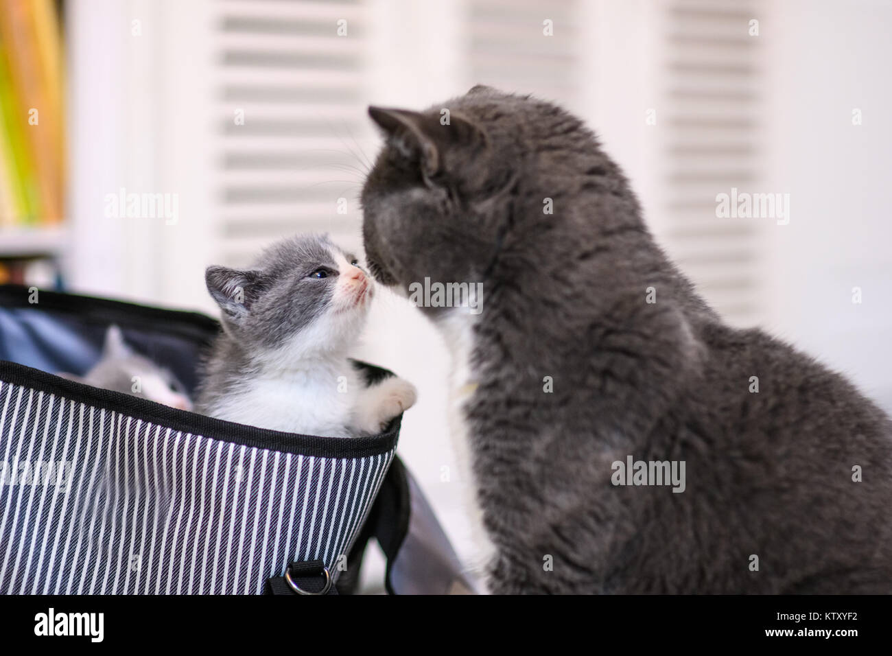 Kissing cats Banque de photographies et d’images à haute résolution - Alamy
