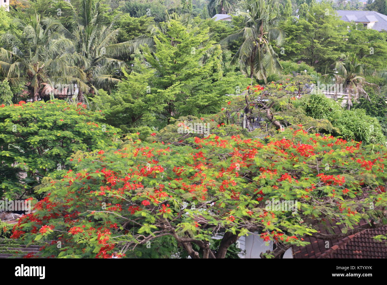 Miti mizuri Banque de photographies et d’images à haute résolution - Alamy
