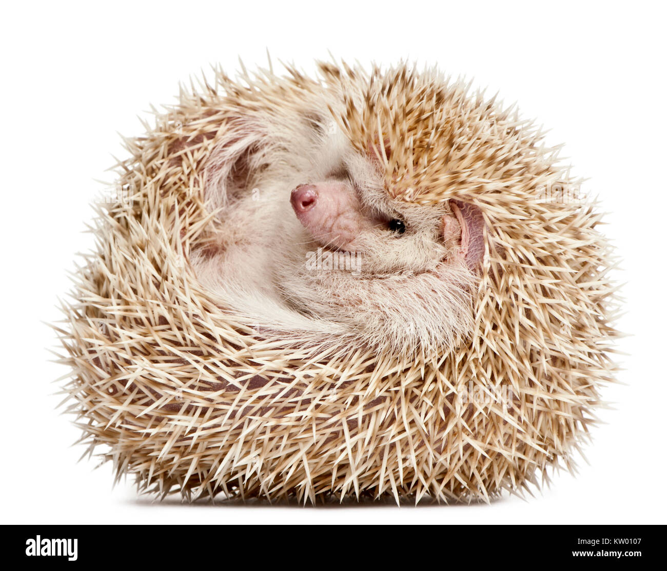 Curled up hedgehog Banque de photographies et d’images à haute ...