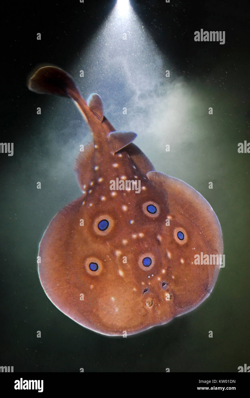 Poisson Torpille Banque d'image et photos - Alamy