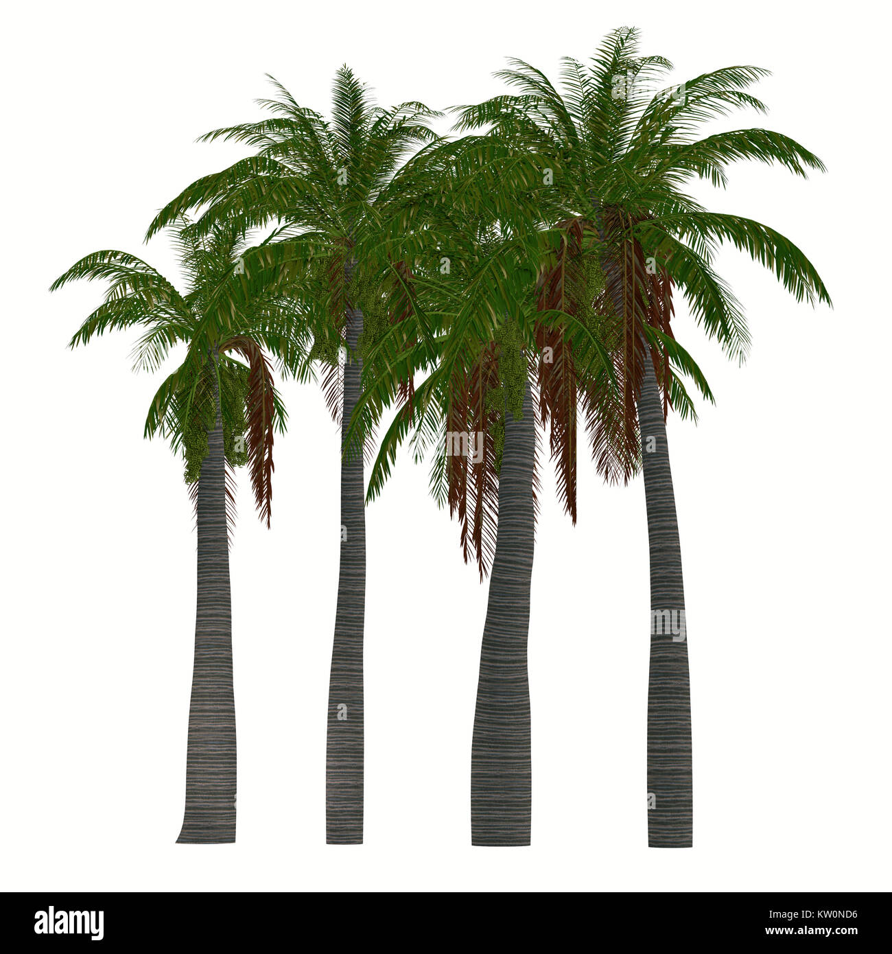 Arbre de ravenea musicalis Banque de photographies et d’images à haute ...