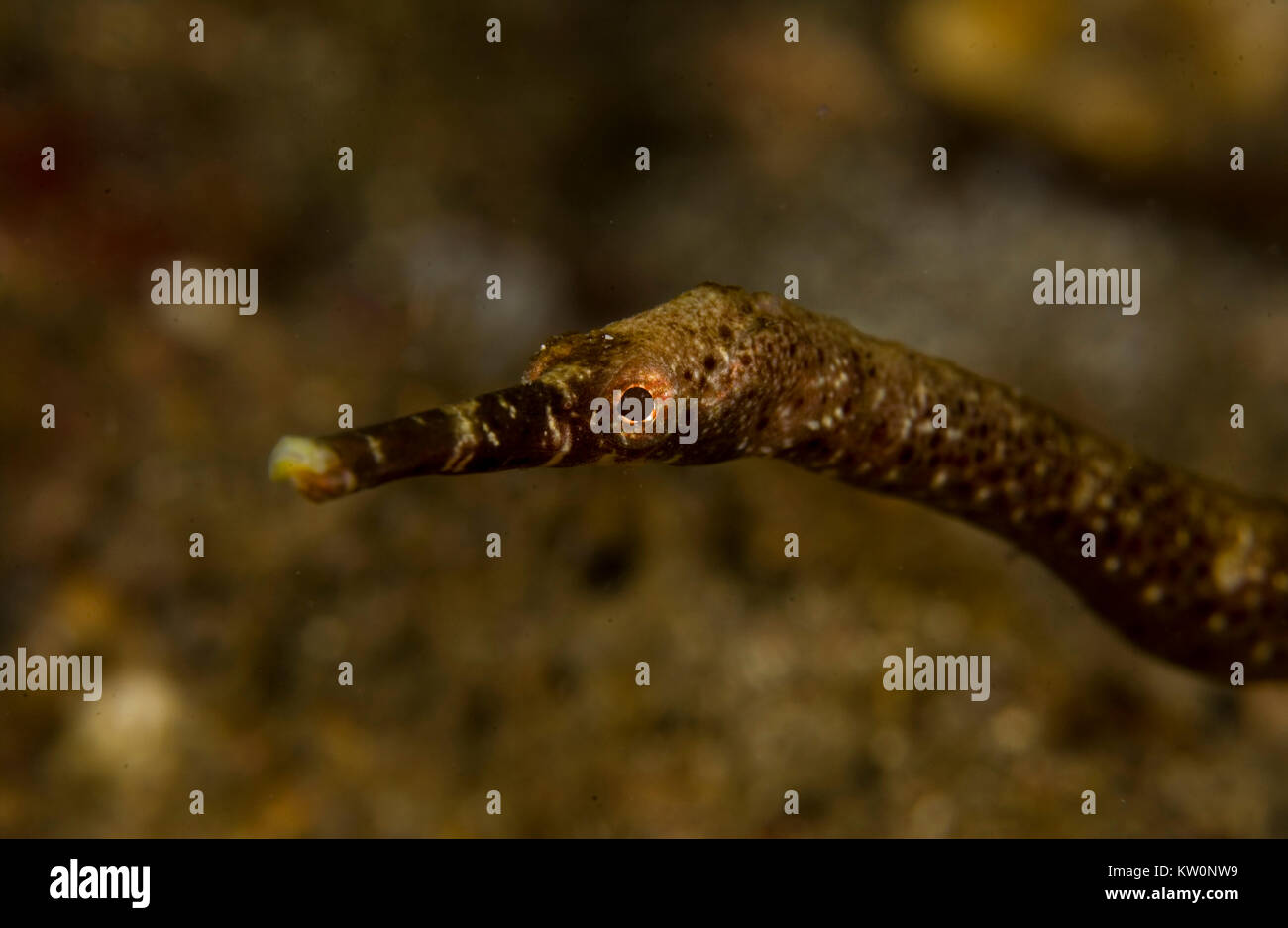 Poisson cheval nain Banque de photographies et d’images à haute ...