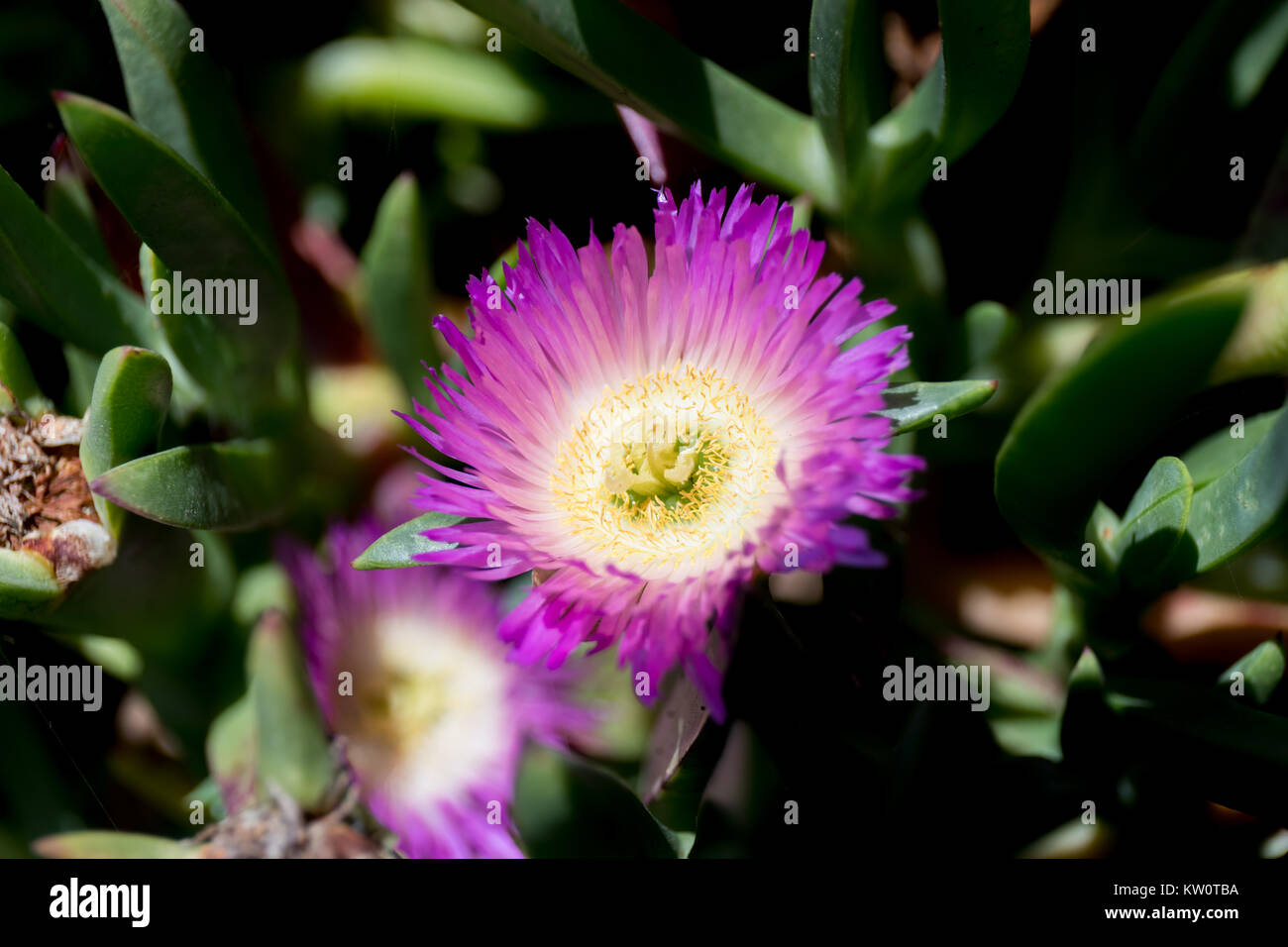 Fig marigold Banque de photographies et d’images à haute résolution - Alamy