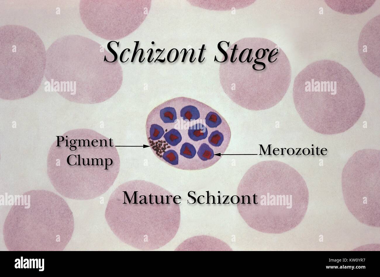 Erythrocytic merozoites Banque de photographies et d’images à haute ...