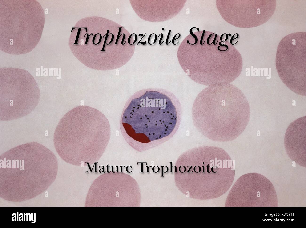 Plasmodium Spp Banque d'image et photos - Alamy