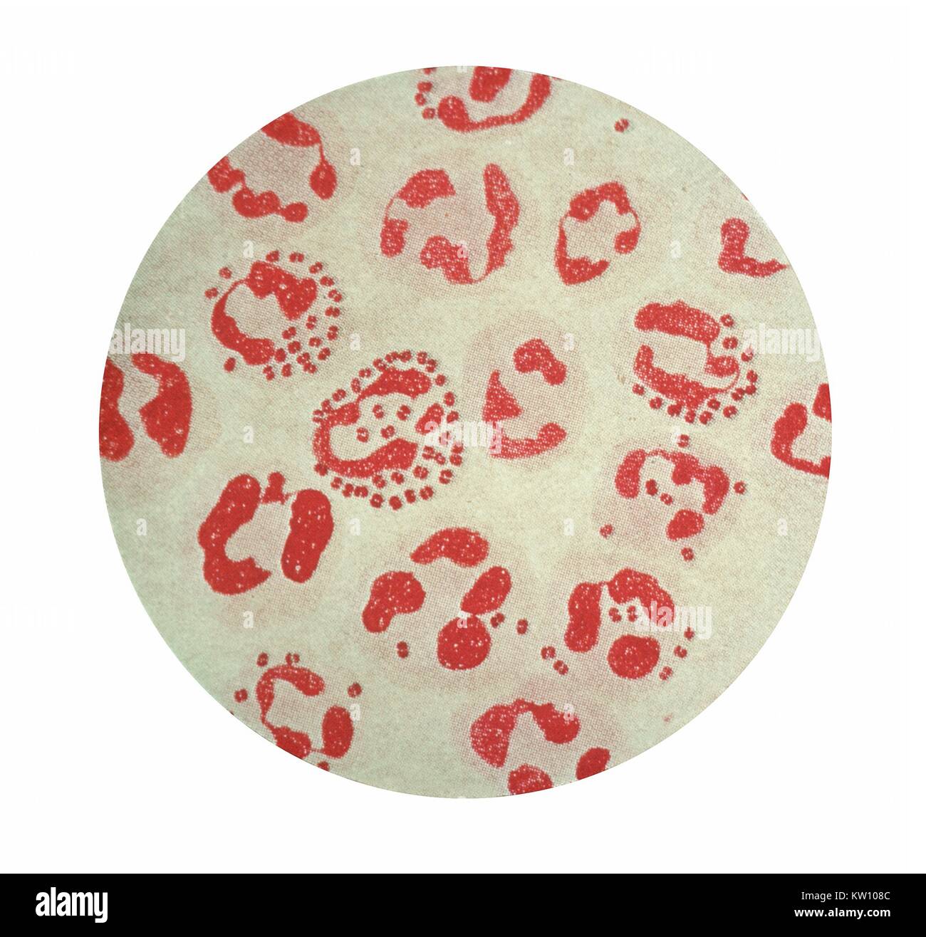 Une photomicrographie de Neisseria gonorrhoeae vue à l'aide d'une ...