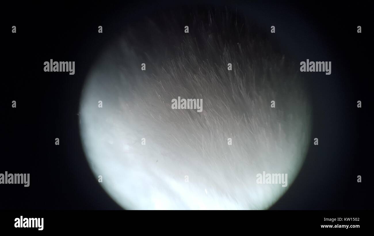 Image de microscope optique Banque de photographies et d’images à haute ...