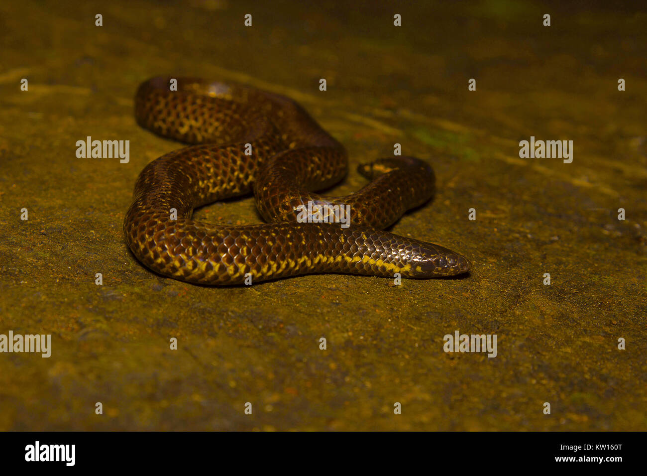 Uropeltis ellioti Banque de photographies et d’images à haute ...