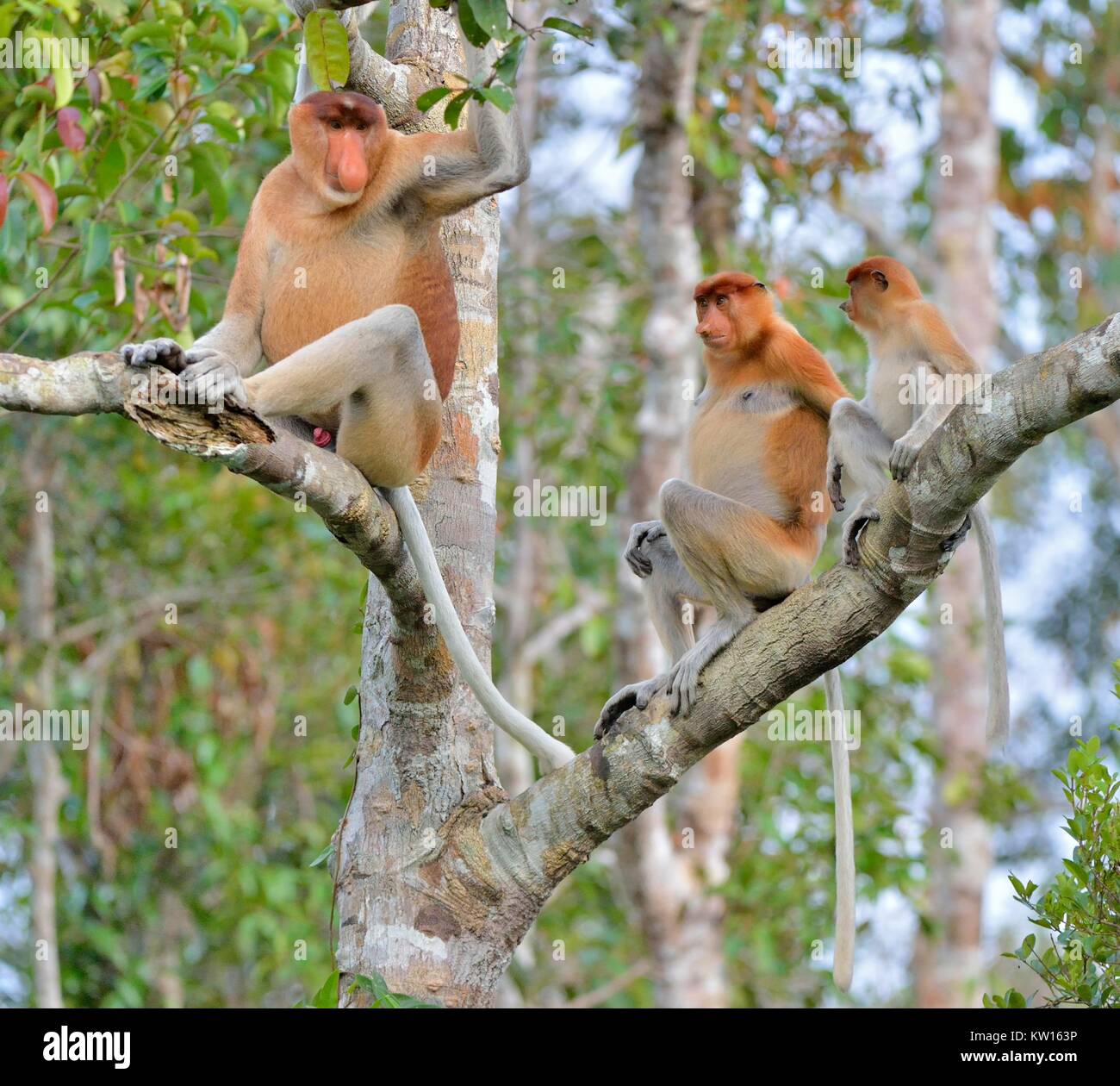 Famille de singes nasiques assis sur un arbre dans la forêt verte ...