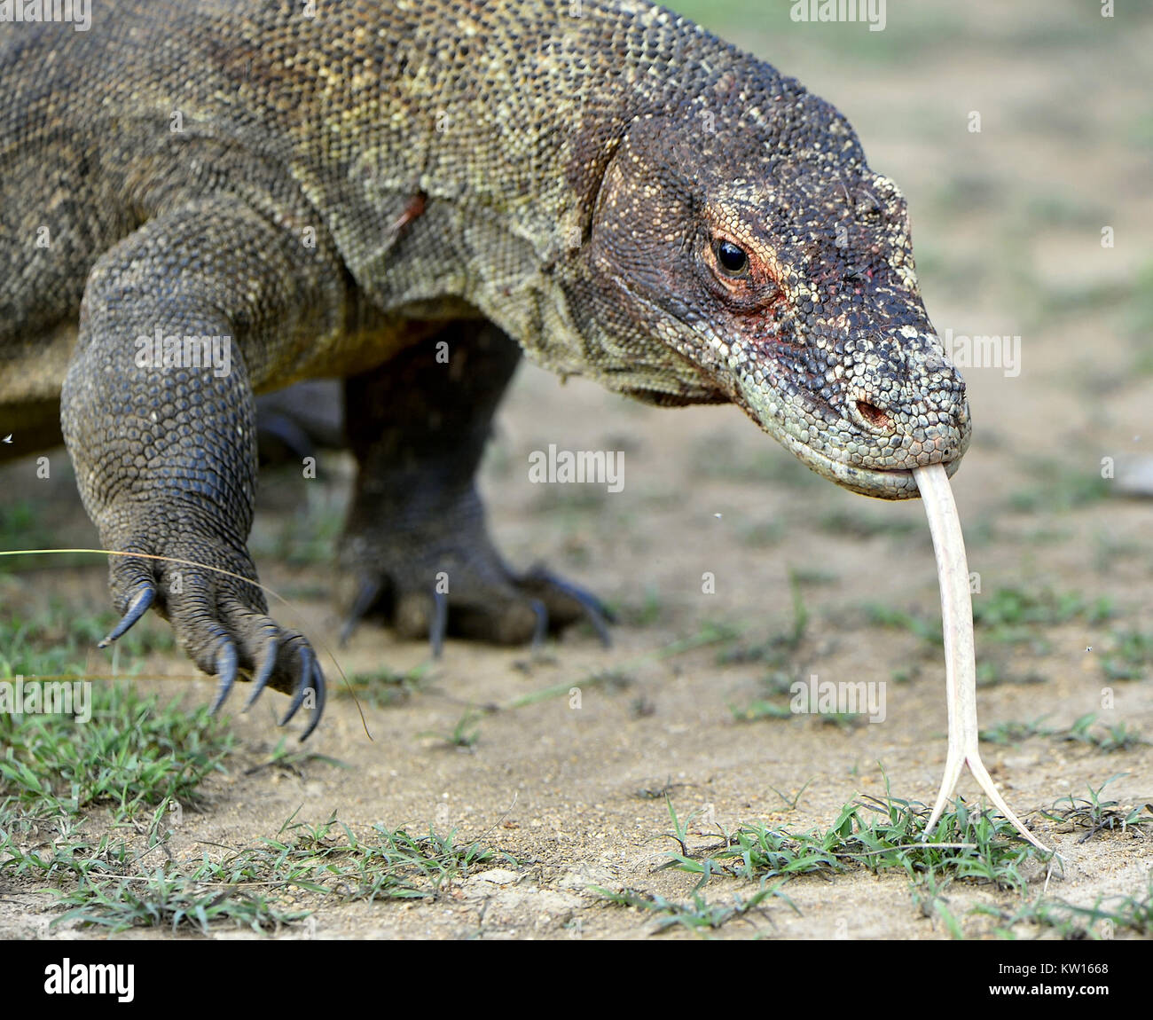 Dragon de Komodo (Varanus komodoensis) avec la langue fourchue renifler ...