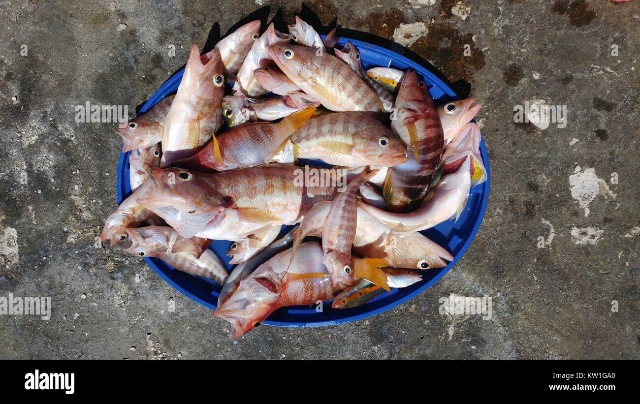 Petits poissons de la mer Banque de photographies et d’images à haute ...