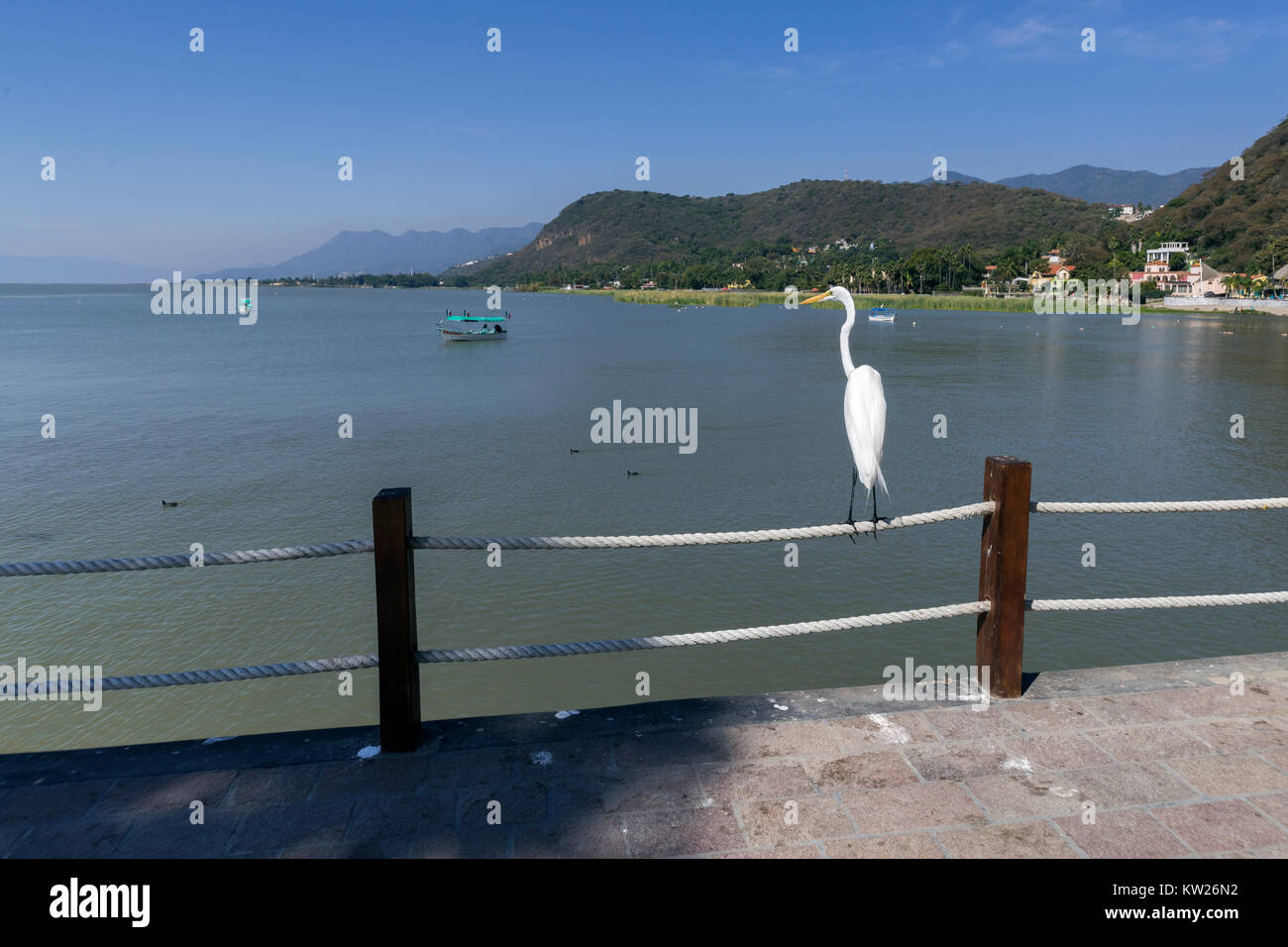 Aigrette géant (Ardea alba) qui donne sur le lac Chapala du Malecon ...