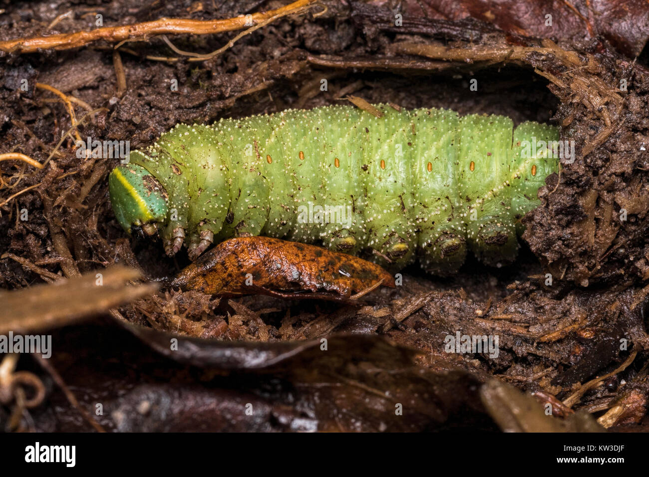 Faucon aux yeux chenille smerinthus ocellata Banque de photographies et ...