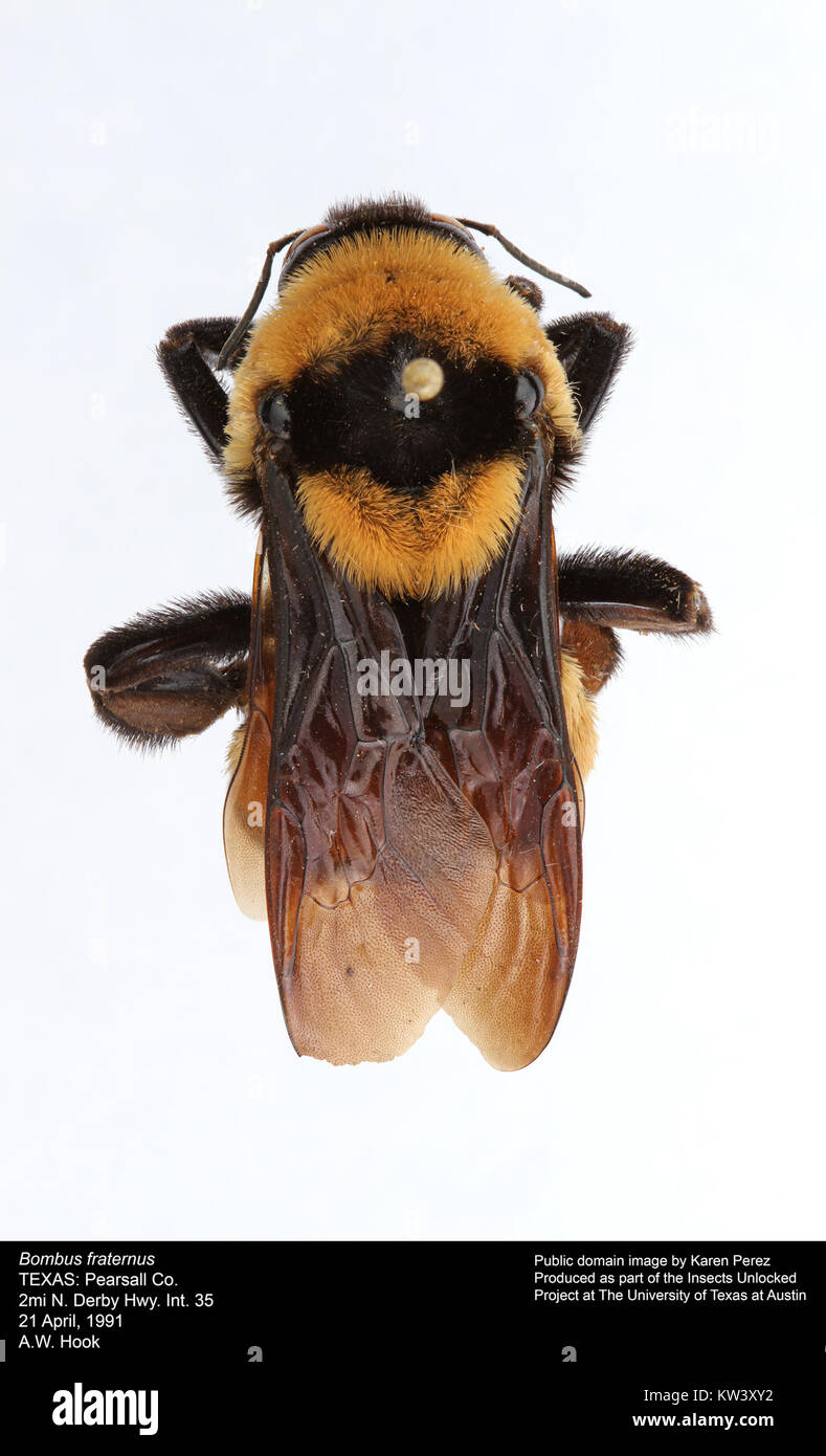 Bombus fraternus Banque de photographies et d’images à haute résolution ...