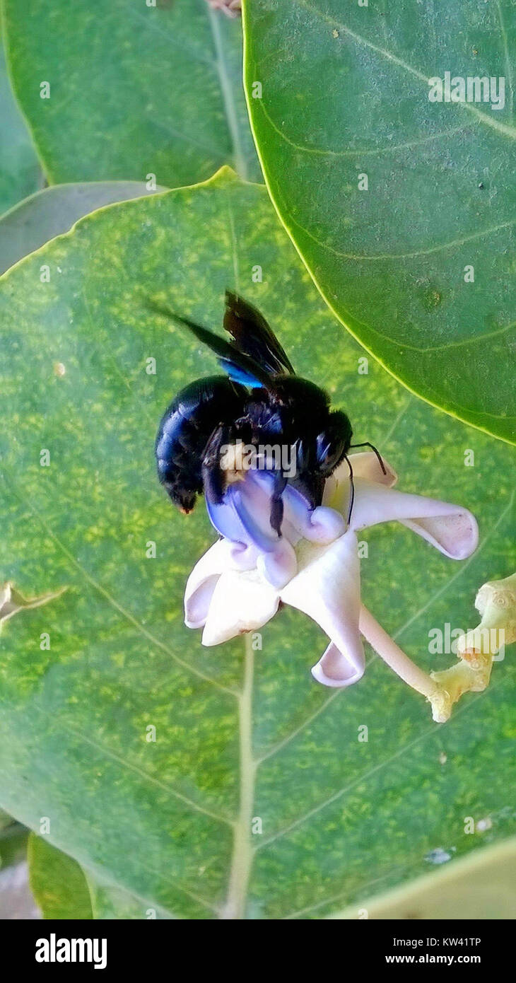 Big bee Banque de photographies et d’images à haute résolution - Alamy