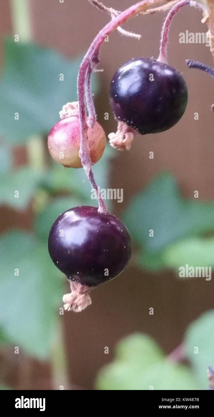 Les groseilles noires sont de petites baies noires connues pour leur ...