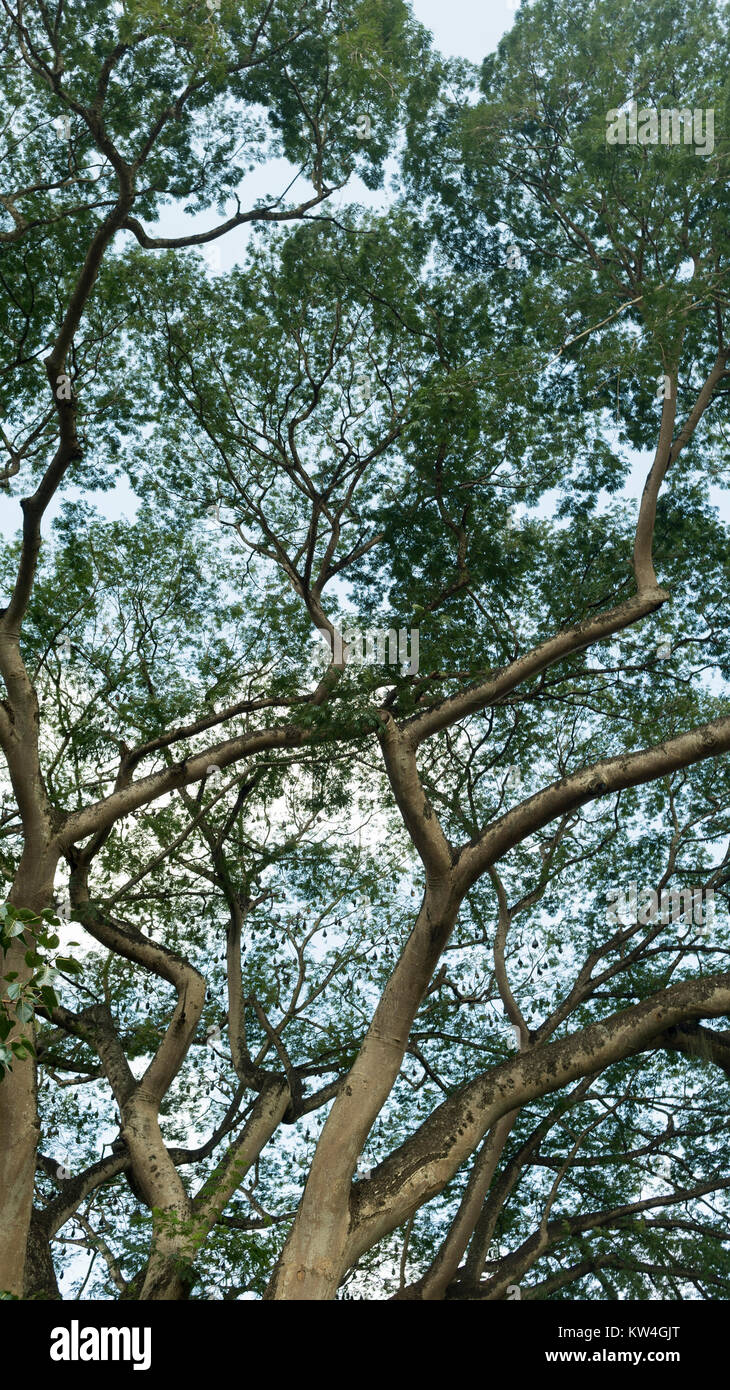 Guanacaste ou Elephant-Ear Enterolobium Cyclocarpum (arbre) de la ...