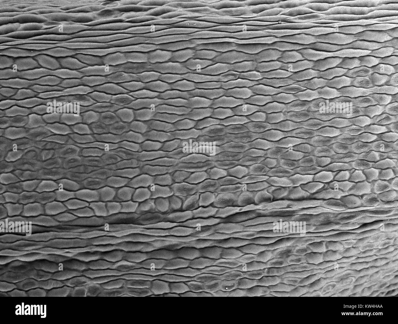 Microscope électronique à balayage (MEB) microphotographie illustrant ...