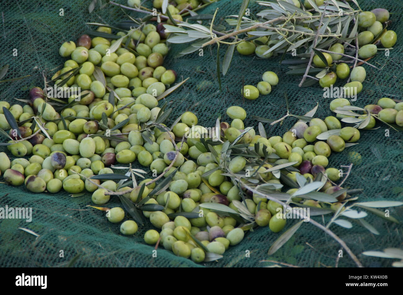 Récolte des olives Banque de photographies et d’images à haute ...