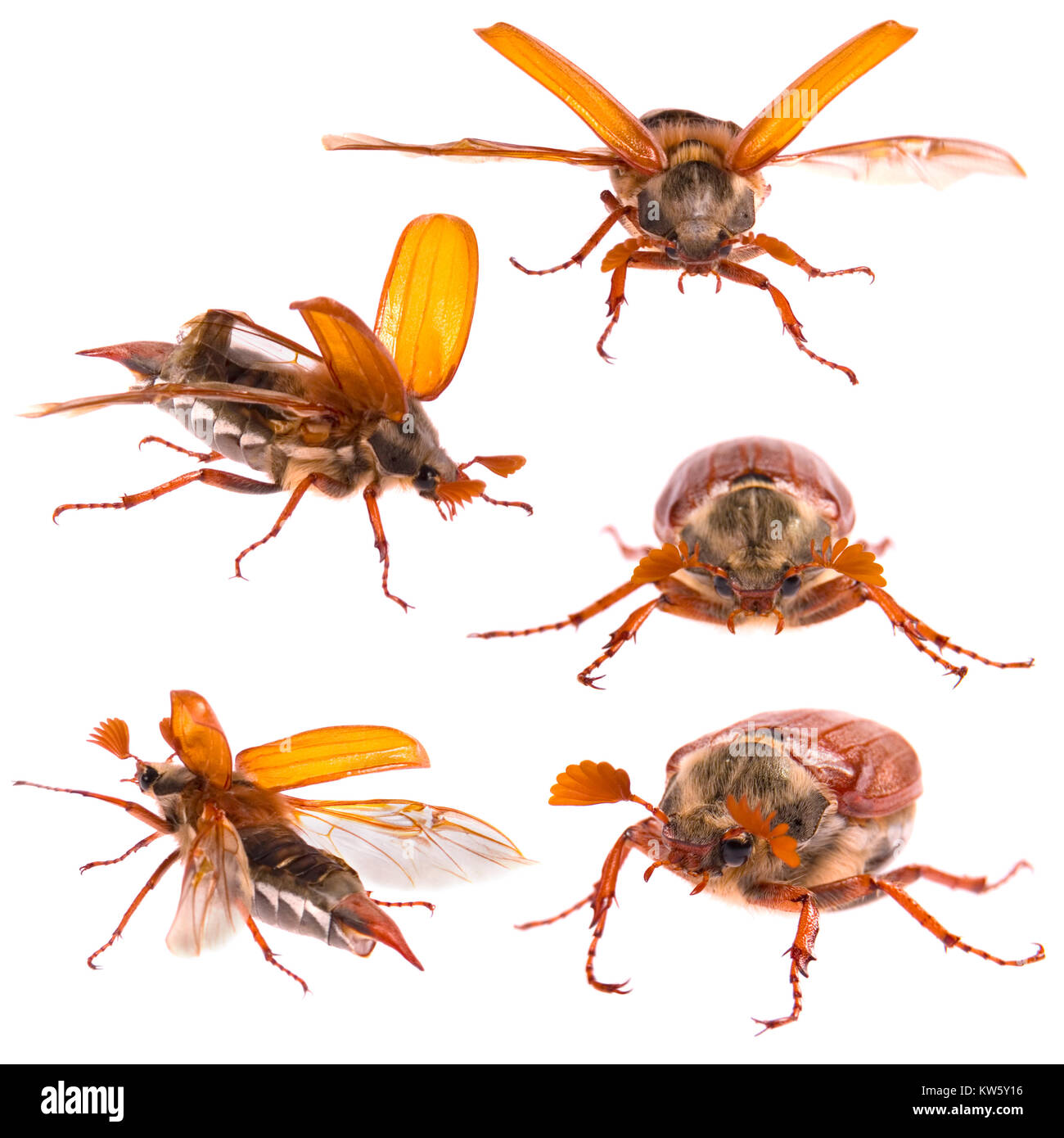 Insecte brun volant Banque de photographies et d’images à haute ...